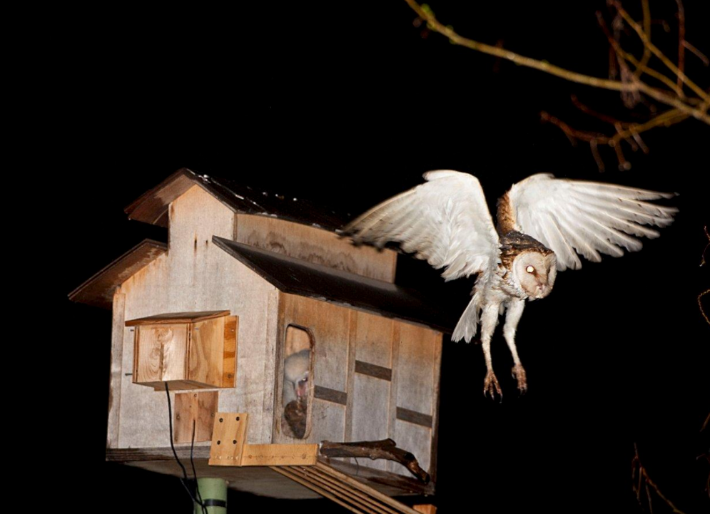 Barn Owl Box San Diego - Handmade Owl Boxes made in Ramona – Ark Owl Boxes